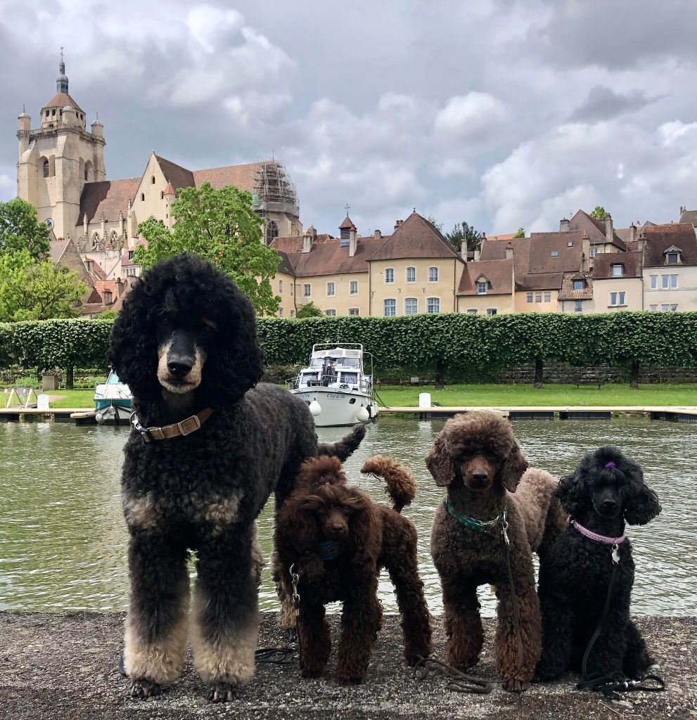 Accueil - Elevage Des Terres D'Imagine - eleveur de chiens Caniche